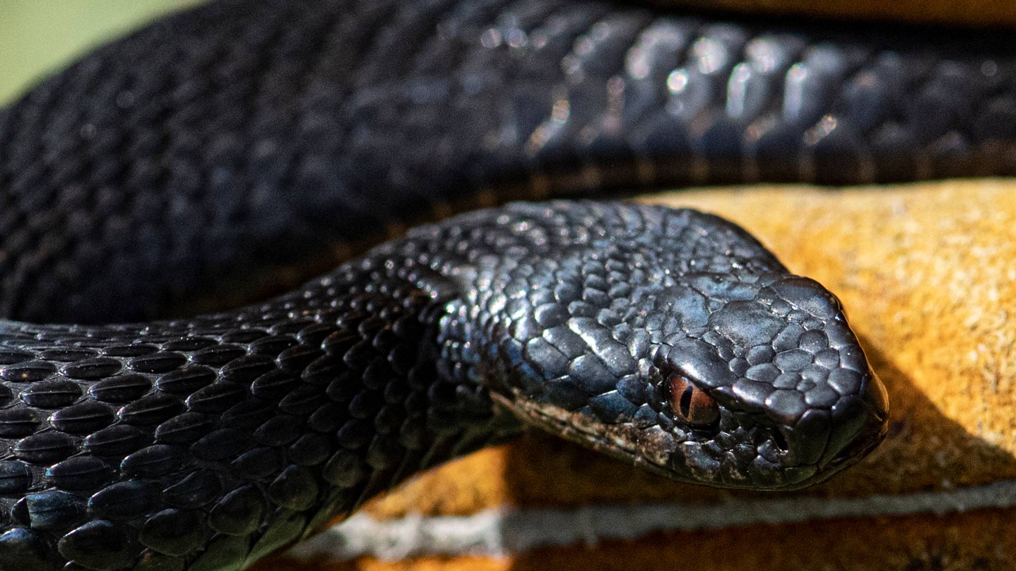 Kaja (3) ble alvorlig syk etter huggormbitt – NRK Sørlandet – Lokale ...