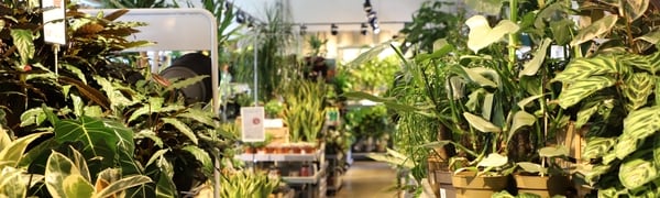 Hvordan bekjempe skadedyr som trips på planter – Stor-Oslo