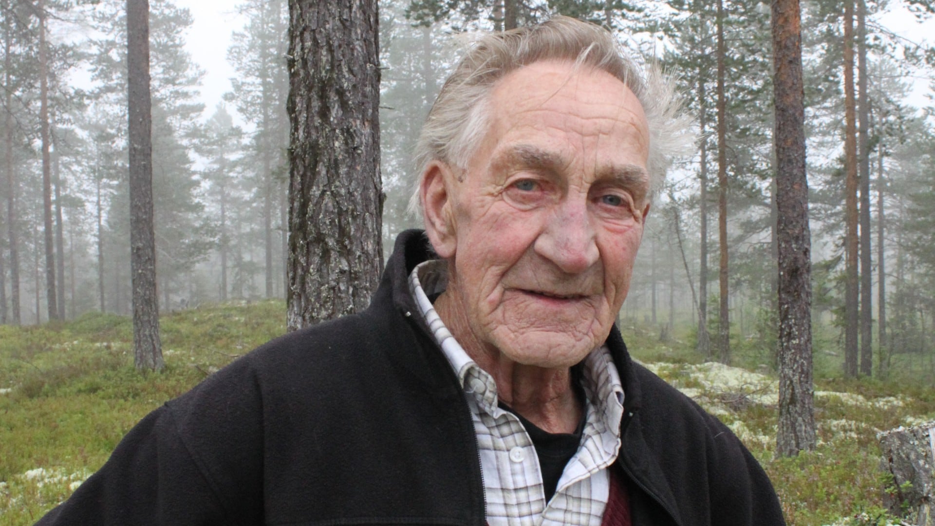 Moseplukking i Rendalen – NRK