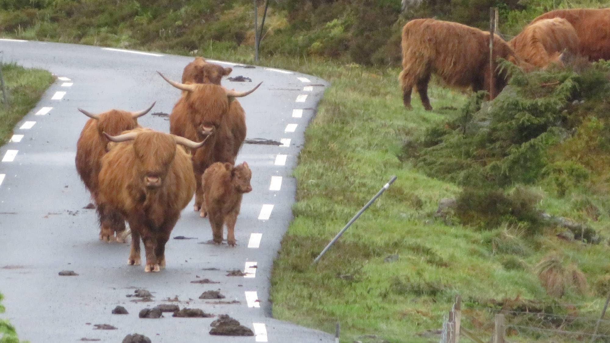 Beist som går fritt rundt gjer naboane livredde – NRK Vestland