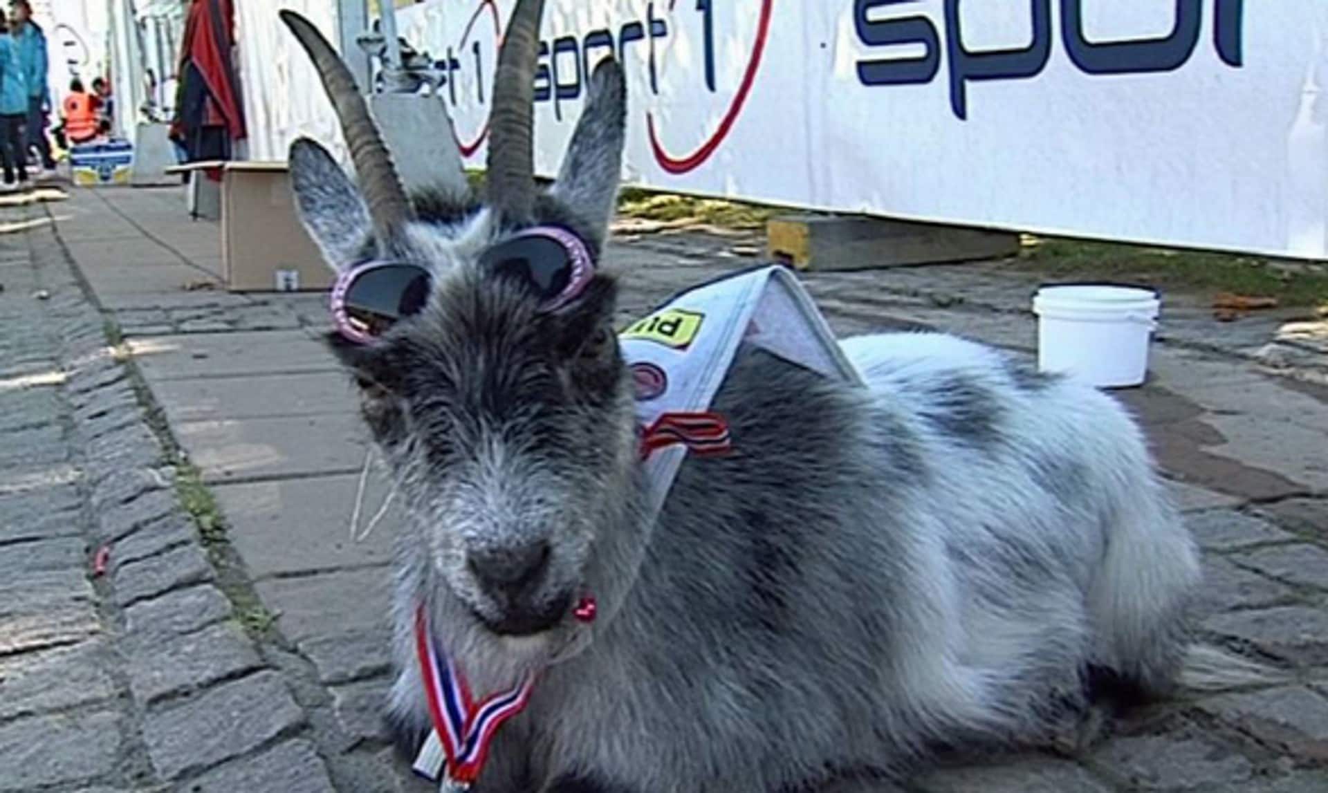 Dyrevenn - kule dyr – NRK