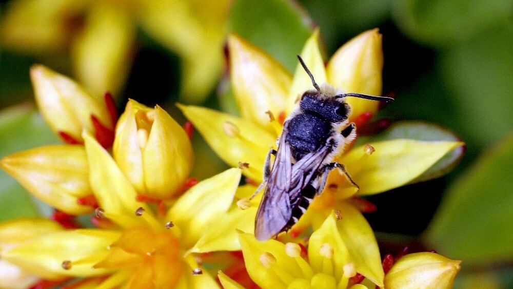 Hva er vitsen med veps? – NRK Kultur og underholdning