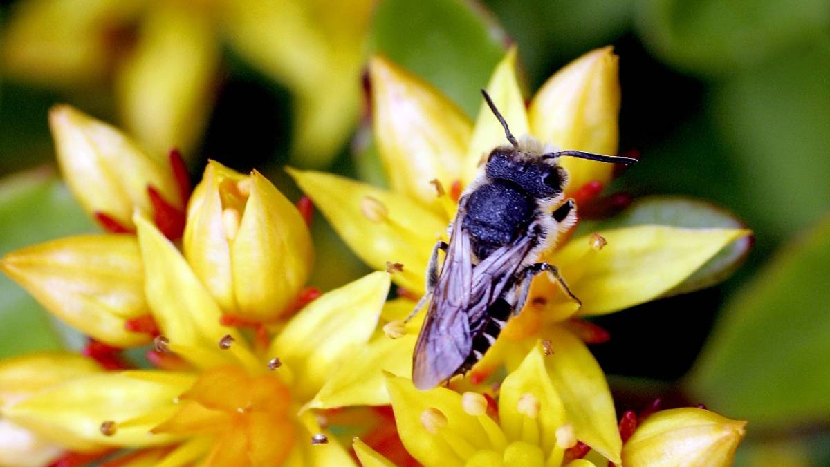 Hva er vitsen med veps? – NRK Kultur og underholdning