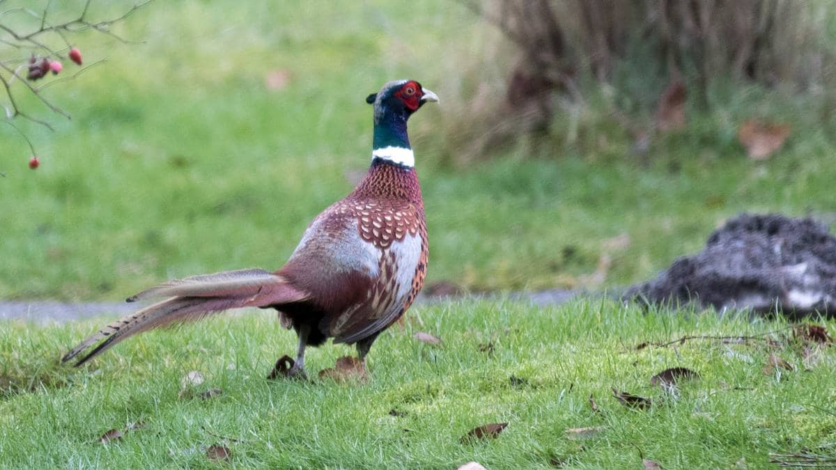 Alle får nei til å sette ut fasaner for å trene hunder – NRK Vestfold ...