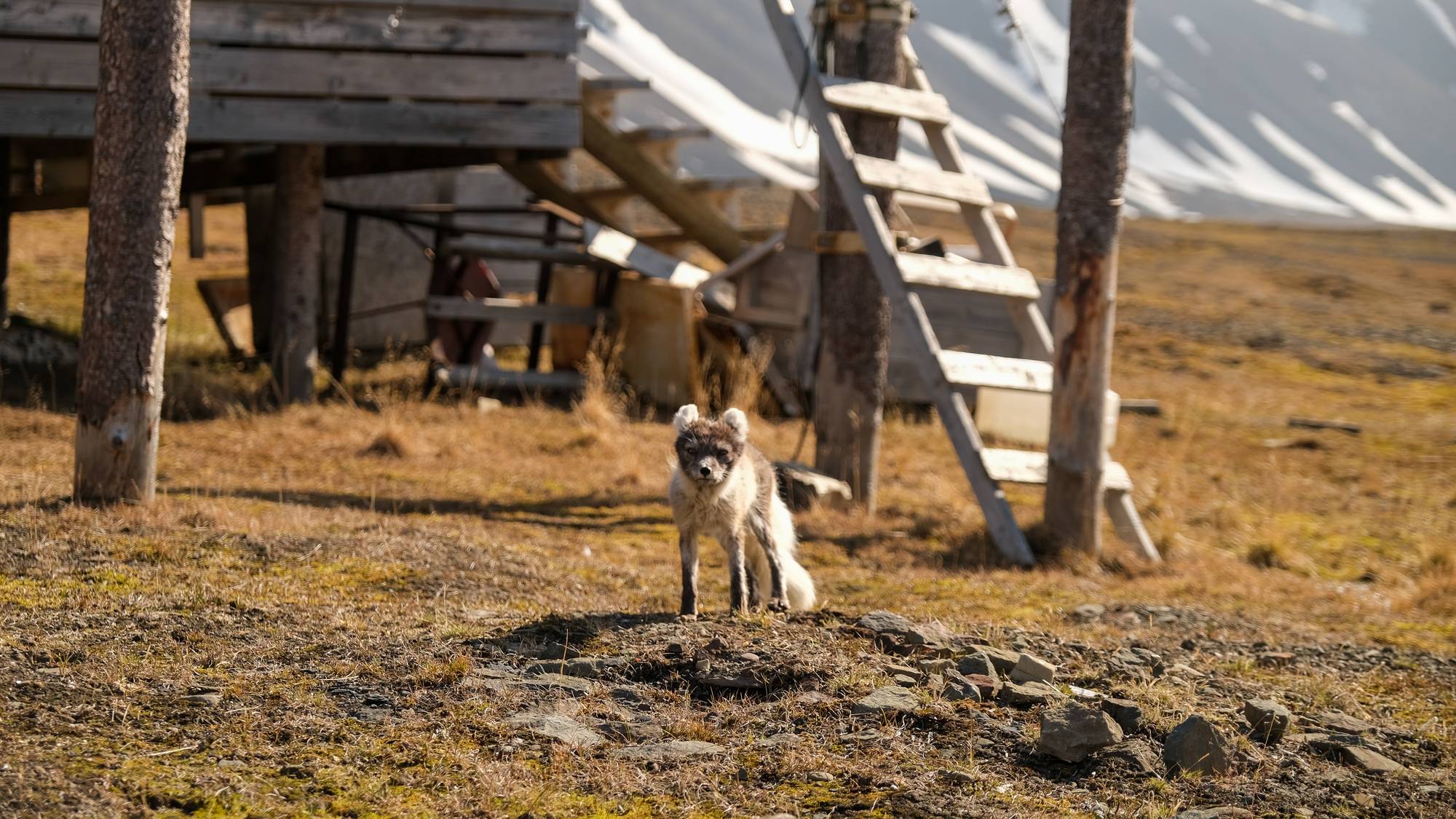 Langnes skole i Troms fikk 9 poeng – NRK Troms og Finnmark
