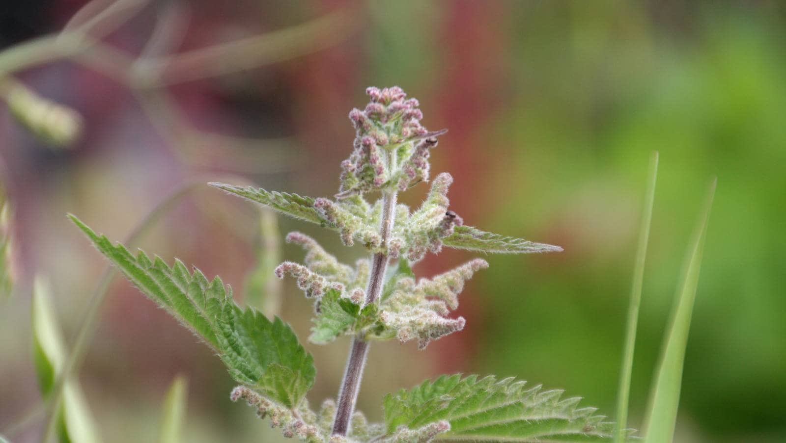 Derfor bør du like brennesle – NRK Nyttig – Tips, råd og innsikt
