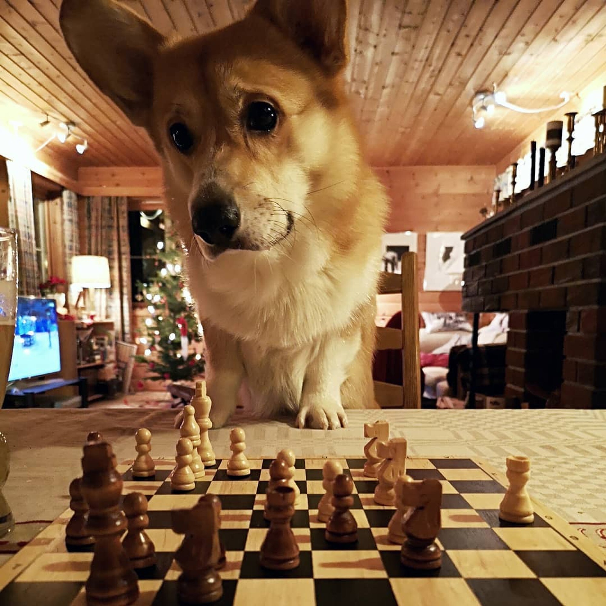 Evolution - Chess Forums - Chess.com