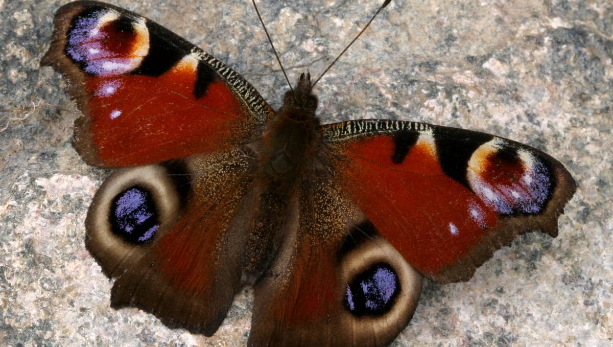 Naturens former – Natur – NRK
