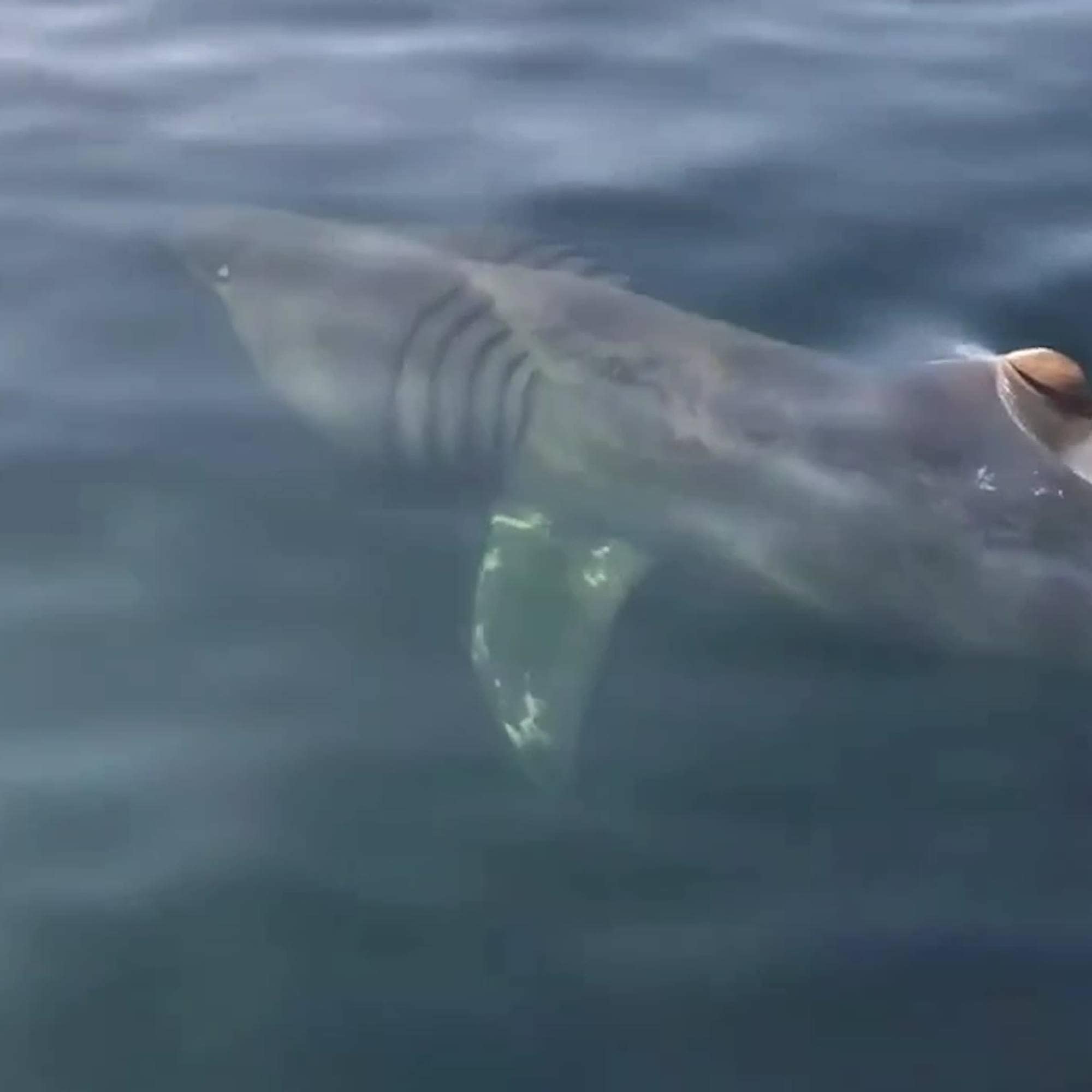 Etterlyser mer informasjon om Norges største hai, brugde – NRK ...