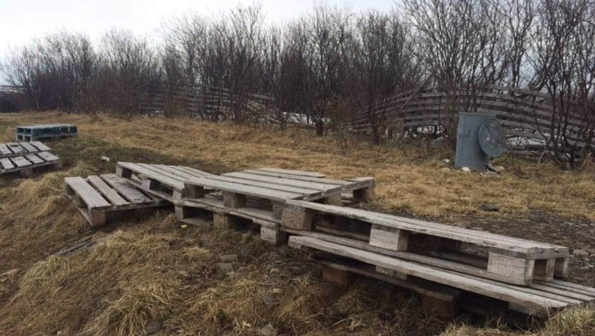 Norild blir 80 år – her må publikum stå og feire – NRK Troms og Finnmark