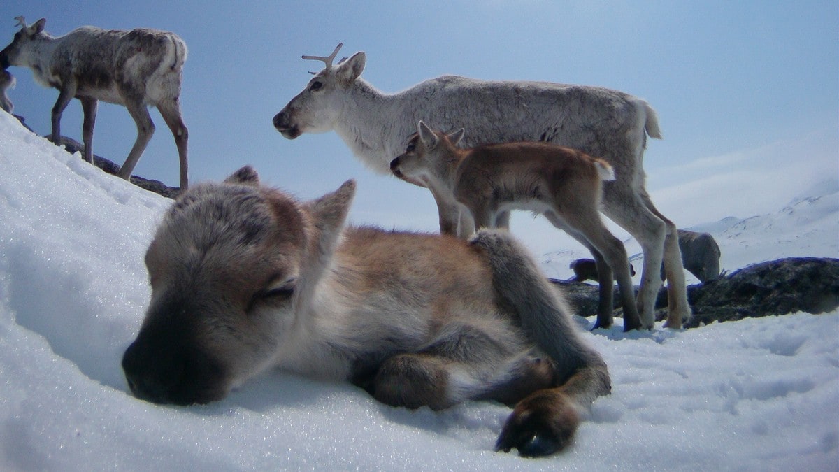 Unike bilder av reinsdyr – Natur