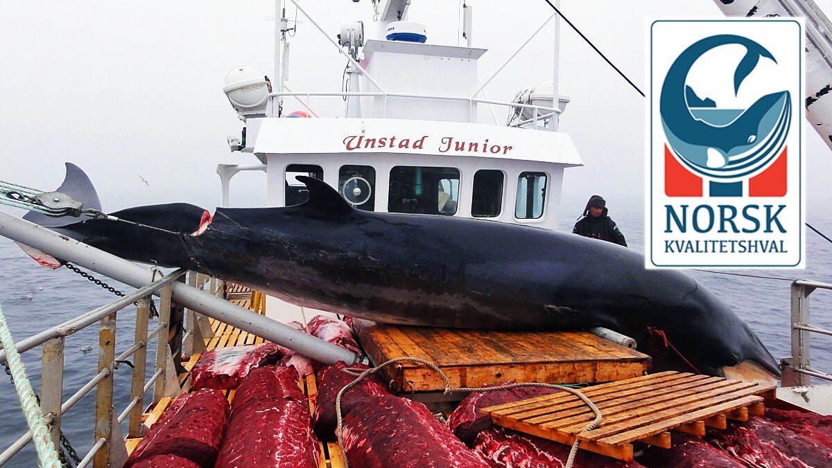 Nå skal hvalkjøtt kvalitetsmerkes – NRK