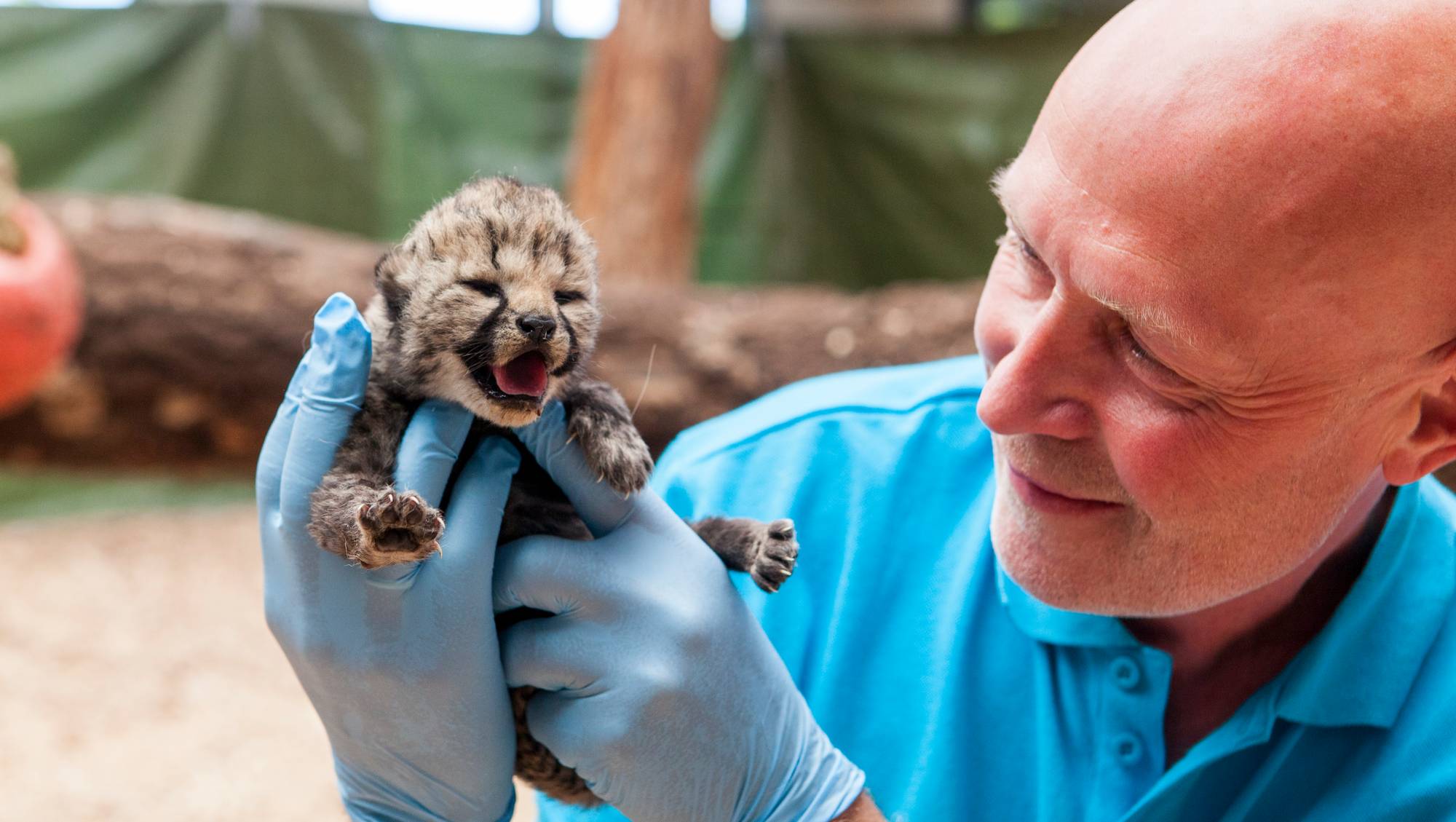 Løveunger født i Dyreparken natt til 18. mai – NRK Sørlandet – Lokale nyheter, TV og radio