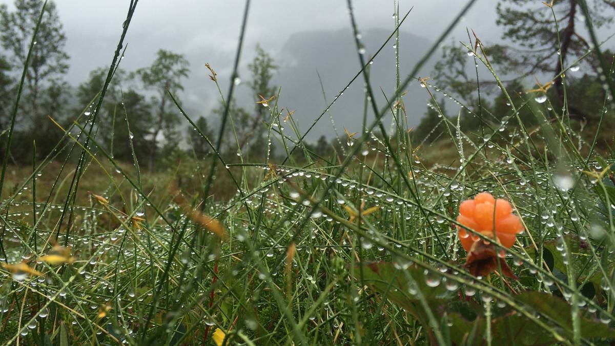 Hvor var det våtest denne sommeren? – Yr