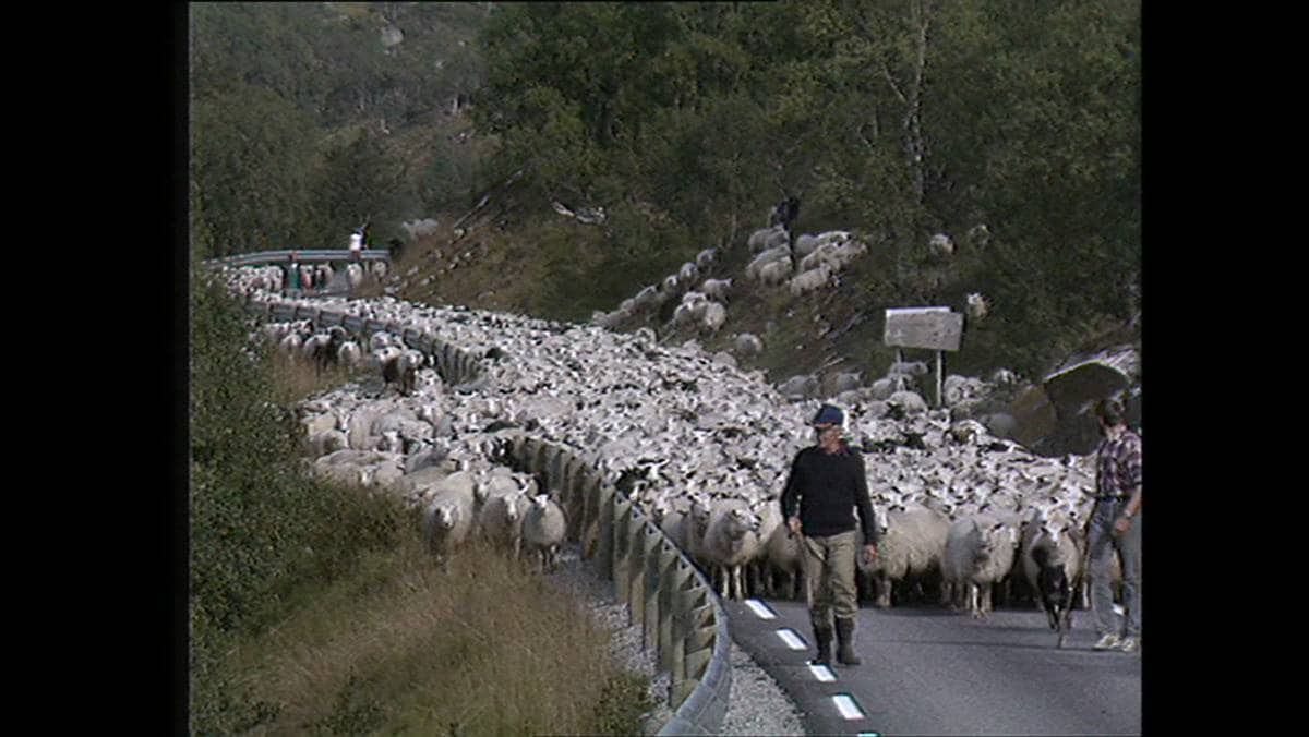 Arne Rettedal på sauesanking – NRK Rogaland – Lokale nyheter, TV og radio