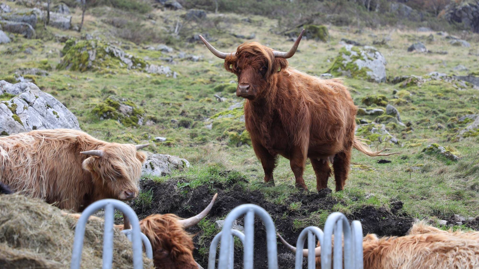 Slutter å slakte skotsk høylandsfe – kaller dyrene «potensielle ...