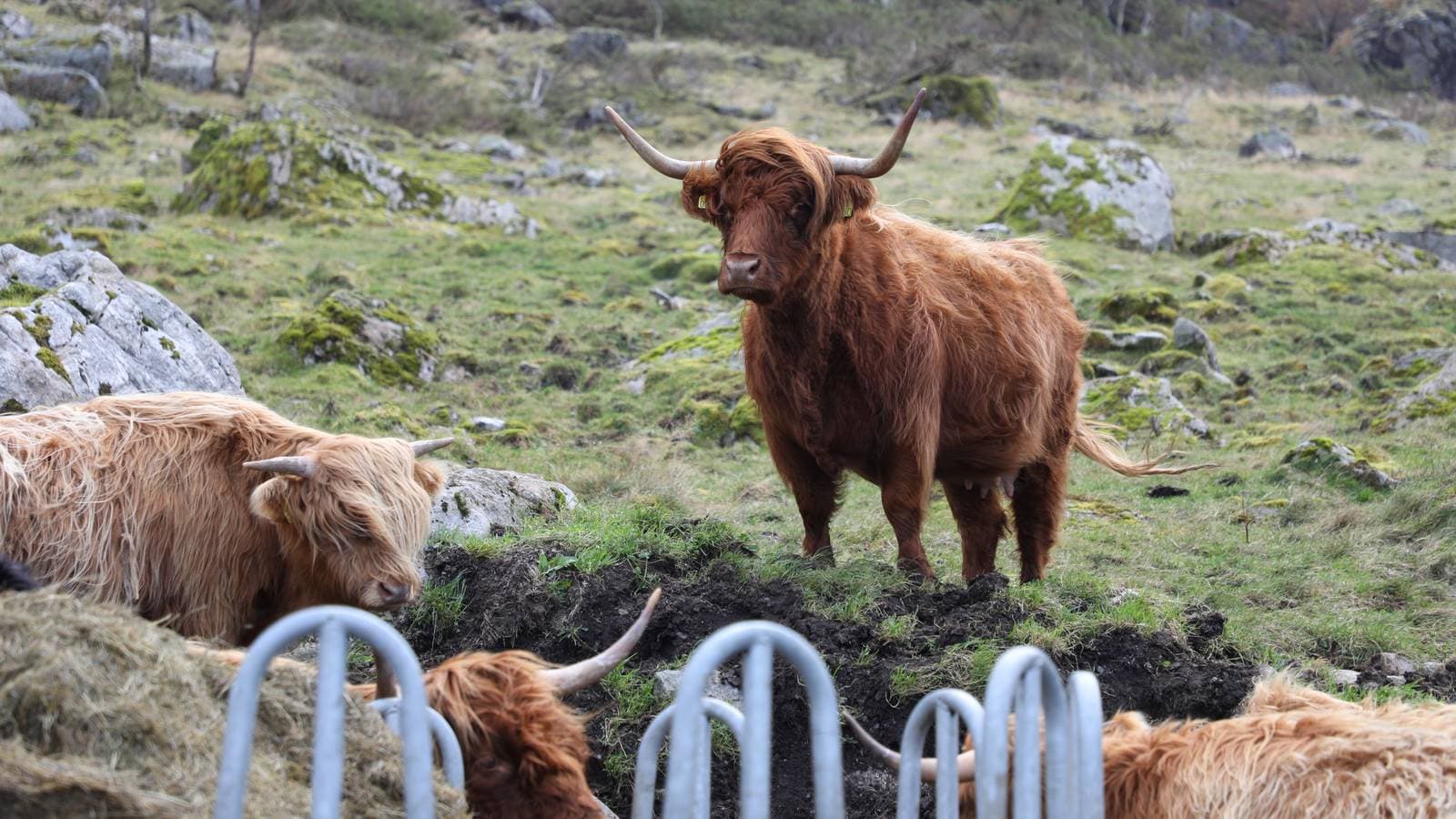 Slutter å slakte skotsk høylandsfe – kaller dyrene «potensielle ...