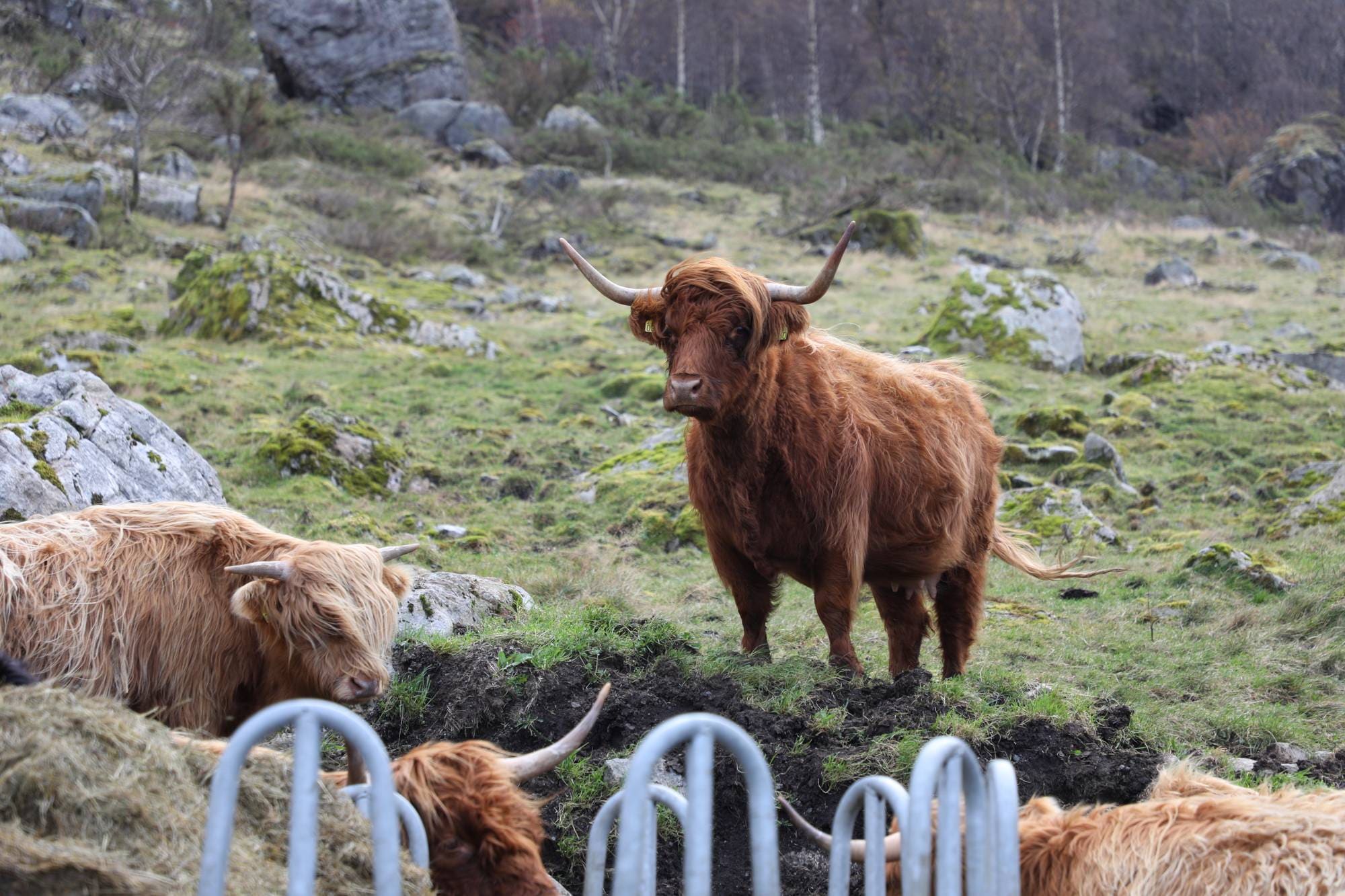 Slutter å slakte skotsk høylandsfe – kaller dyrene «potensielle ...
