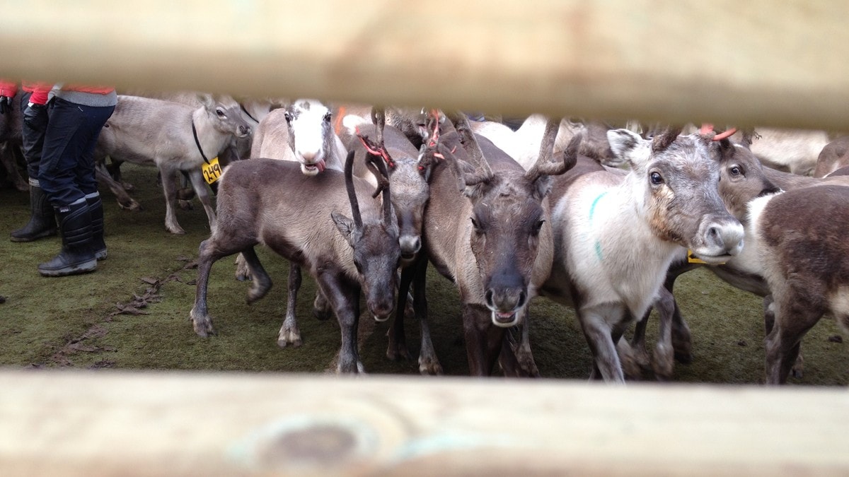 Reindrift – Siste nytt – NRK