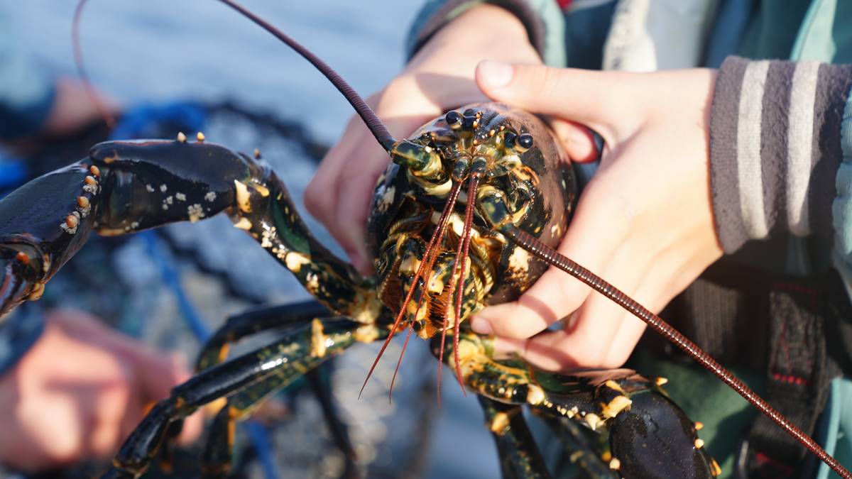 Nå starter hummerfisket – NRK Vestfold og Telemark – Lokale nyheter, TV ...