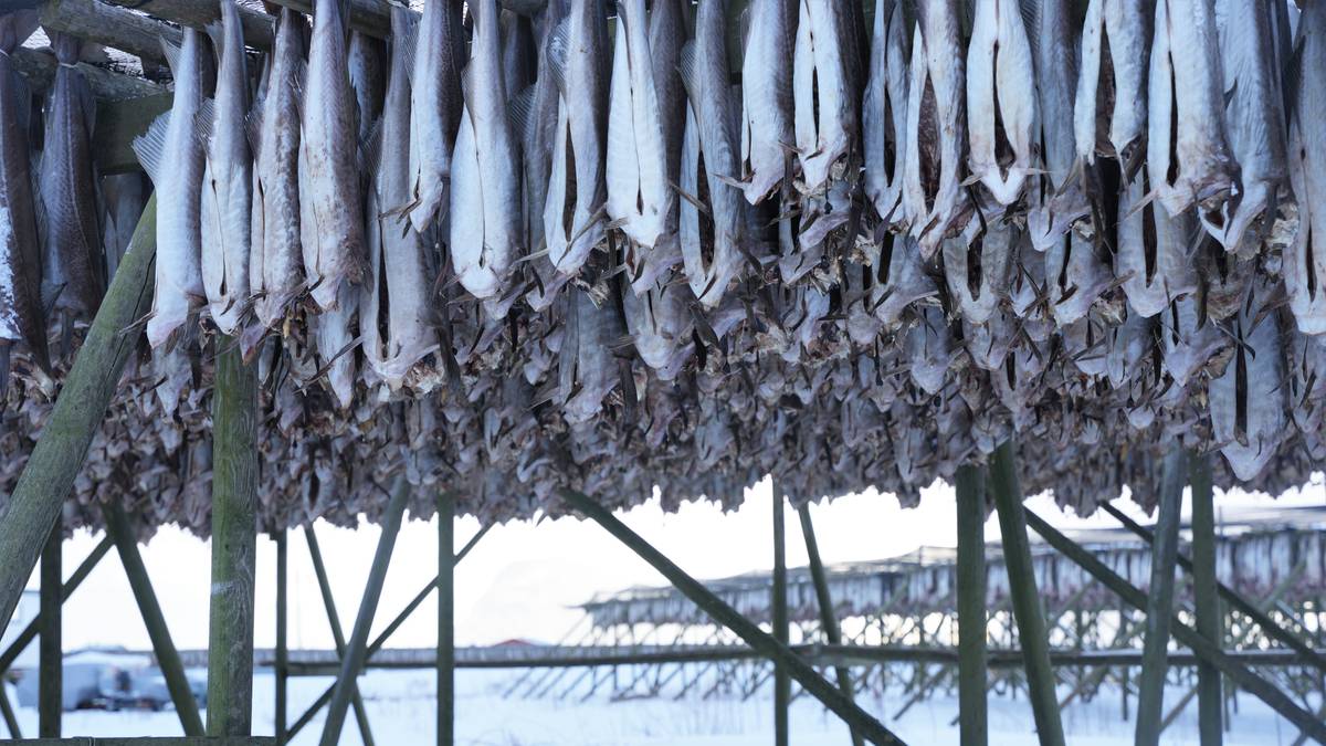 Eksportrekord for tørrfisk i november – NRK Nordland