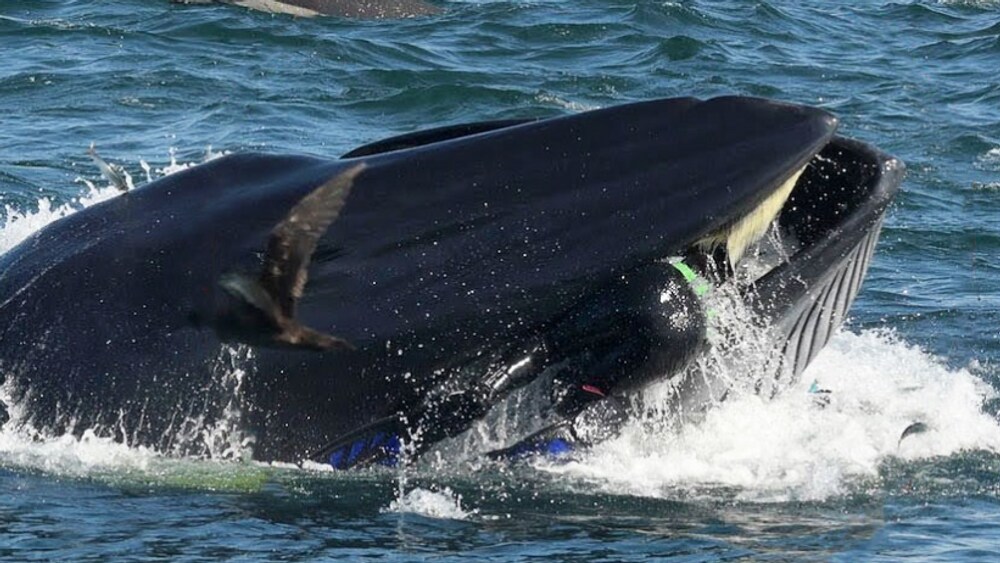 Hvalfangst – Siste nytt – NRK