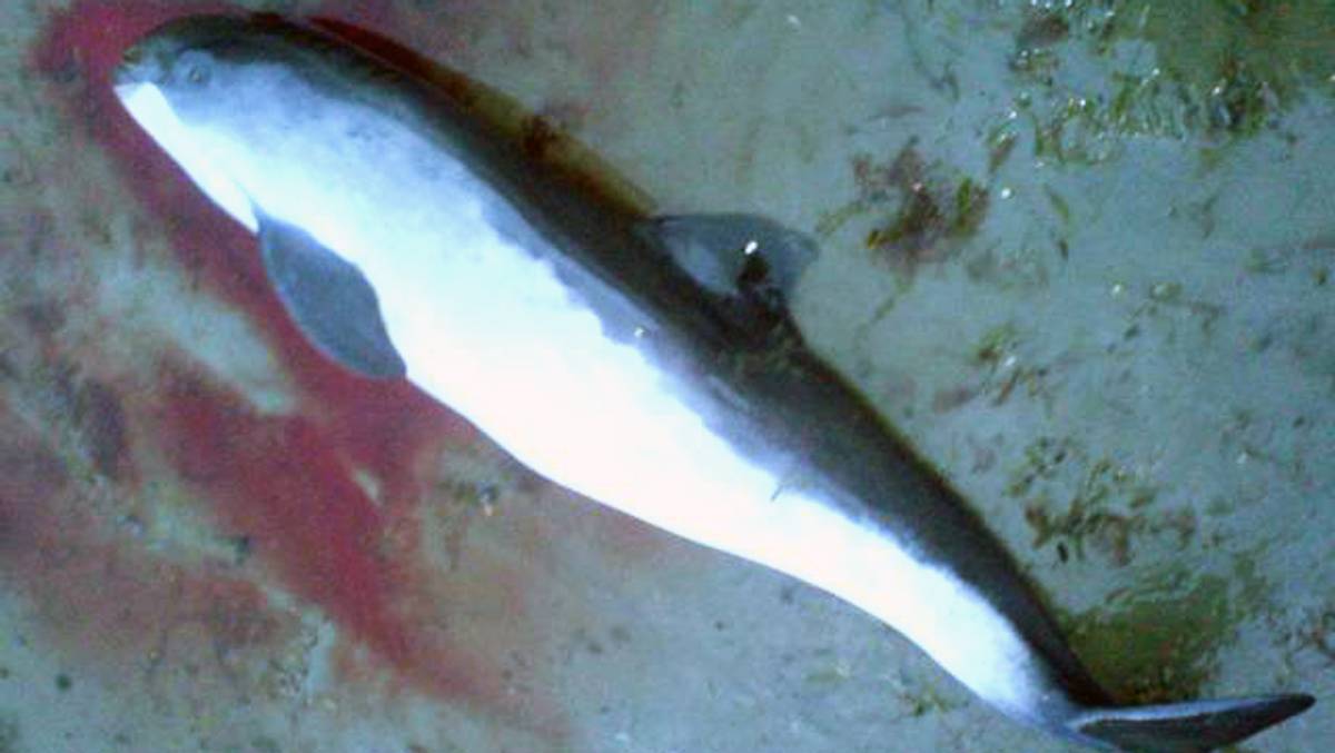 Fant nise med skuddskader i fjæra – NRK Nordland