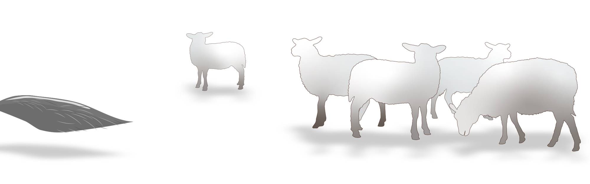 Hvor kommer den norske ulven fra? Derfor er ulvedebatten i Norge så ...