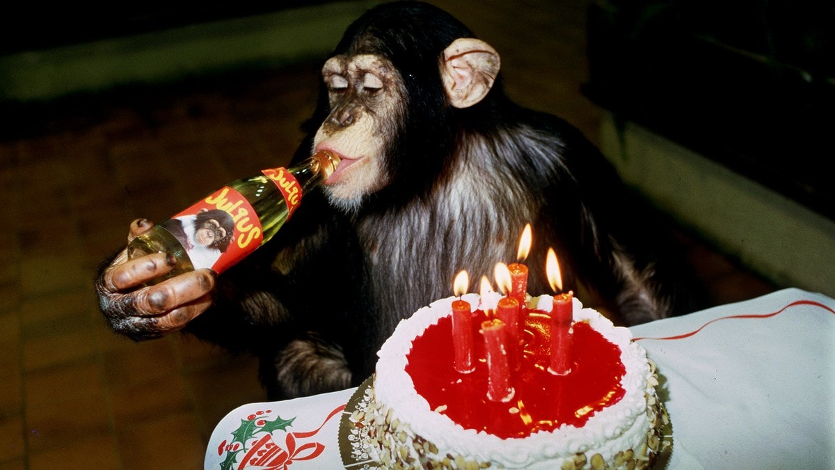 Julius i Dyreparken har bursdag som sjimpanse – Sørlandet