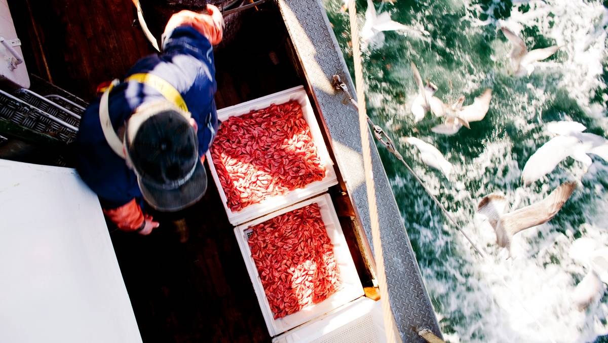WWF fusker med reketall – NRK Vestfold og Telemark – Lokale nyheter, TV ...