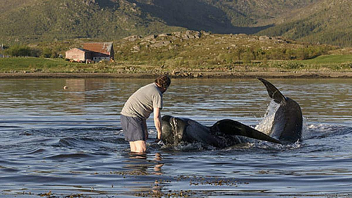 Hvaler strandet i Lofoten – NRK Norge – Oversikt over nyheter fra ulike ...
