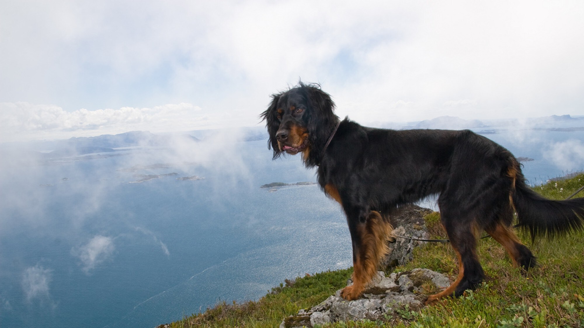 Her er Norges mest populære hunderaser – NRK Norge – Oversikt over ...