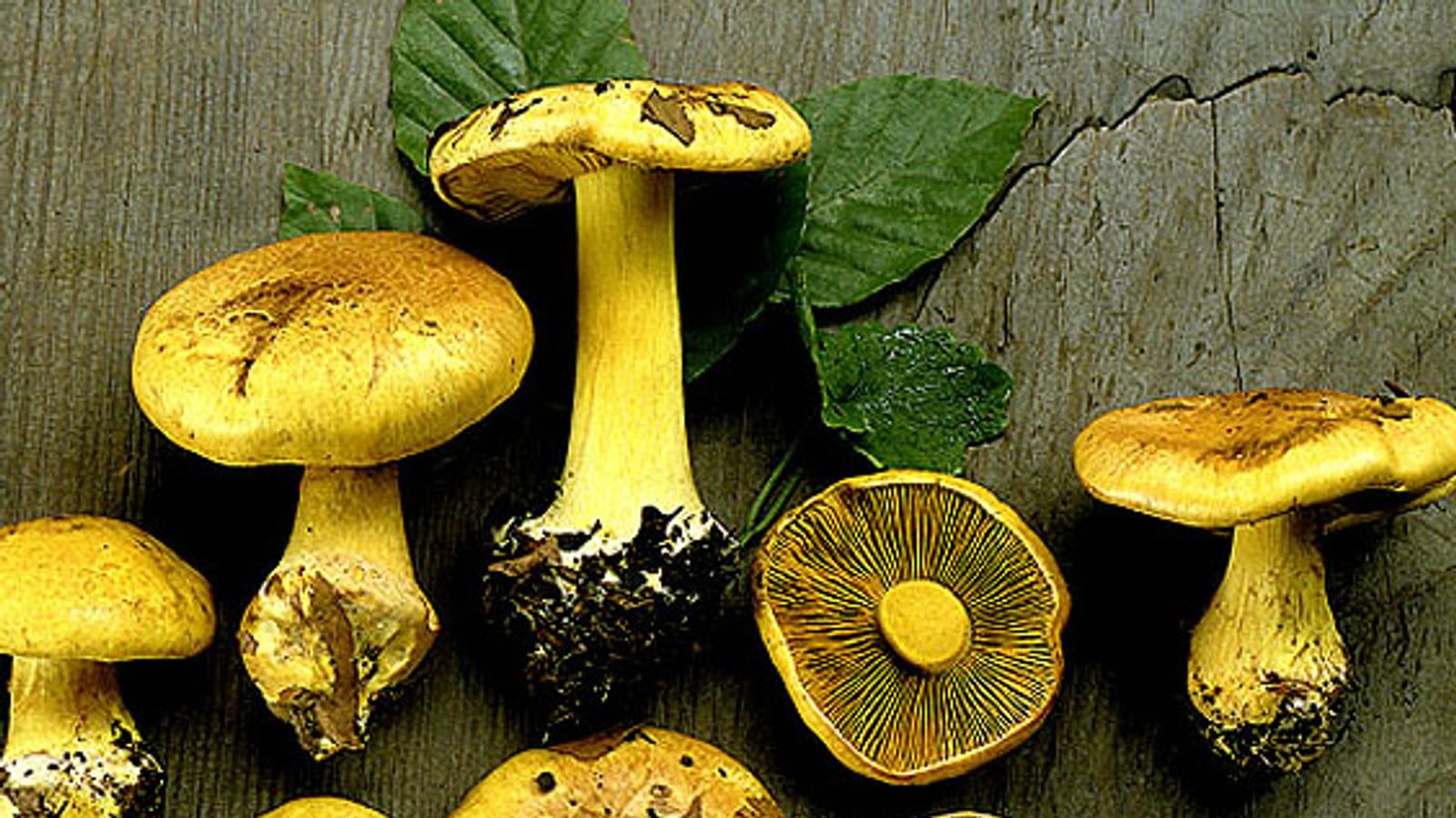 Giftige sopper i Norge – NRK Norge – Oversikt over nyheter fra ulike ...