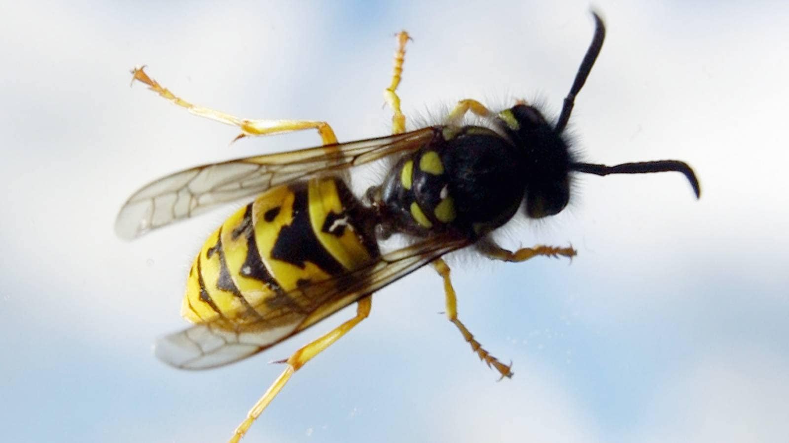Stor nedgang i insekter – NRK Norge – Oversikt over nyheter fra ulike ...