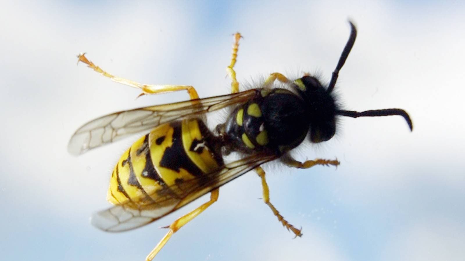 Sju ting du ikke visste at du lurte på om veps – NRK Troms og Finnmark