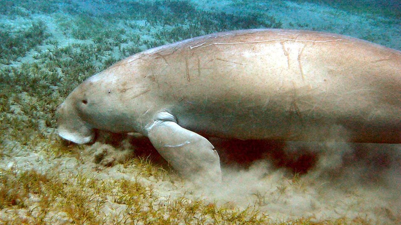 Sårbar sjøku – NRK Urix – Utenriksnyheter og -dokumentarer