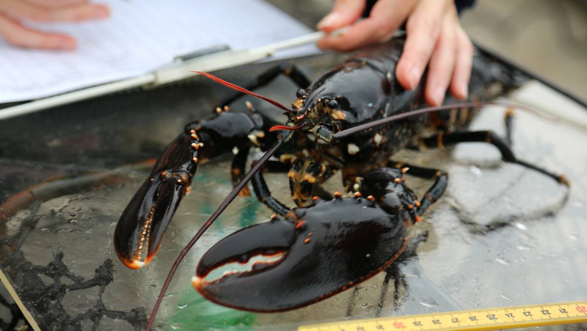 Mener det er lite hummer – NRK Sørlandet – Lokale nyheter, TV og radio