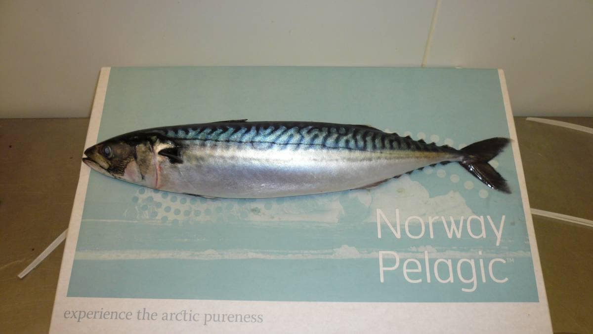 Makrell på tur i nordnorge – NRK Nordland