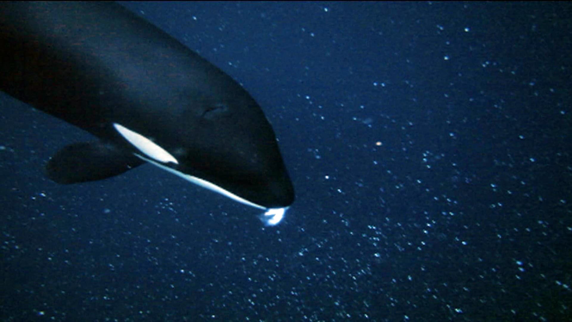 Svømmer med spekkhogger – NRK