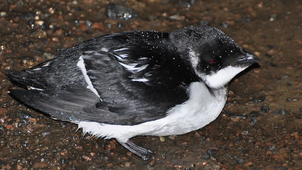 Alkekonge i Bø – NRK