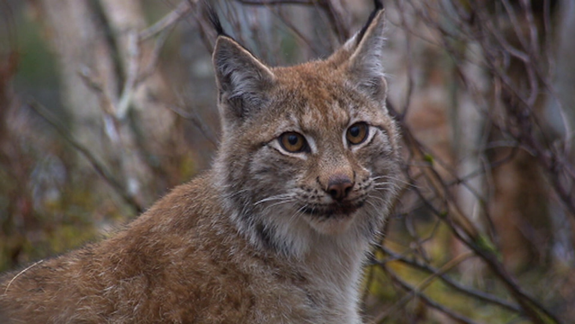 Gaupa kan bli freda i Molde – NRK