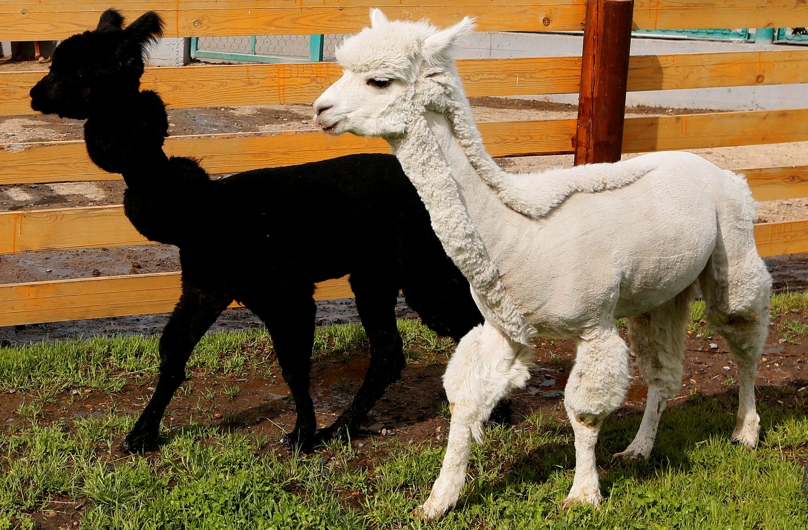 Verden i bilder – 2017 - NRK Urix - Utenriksnyheter og -dokumentarer