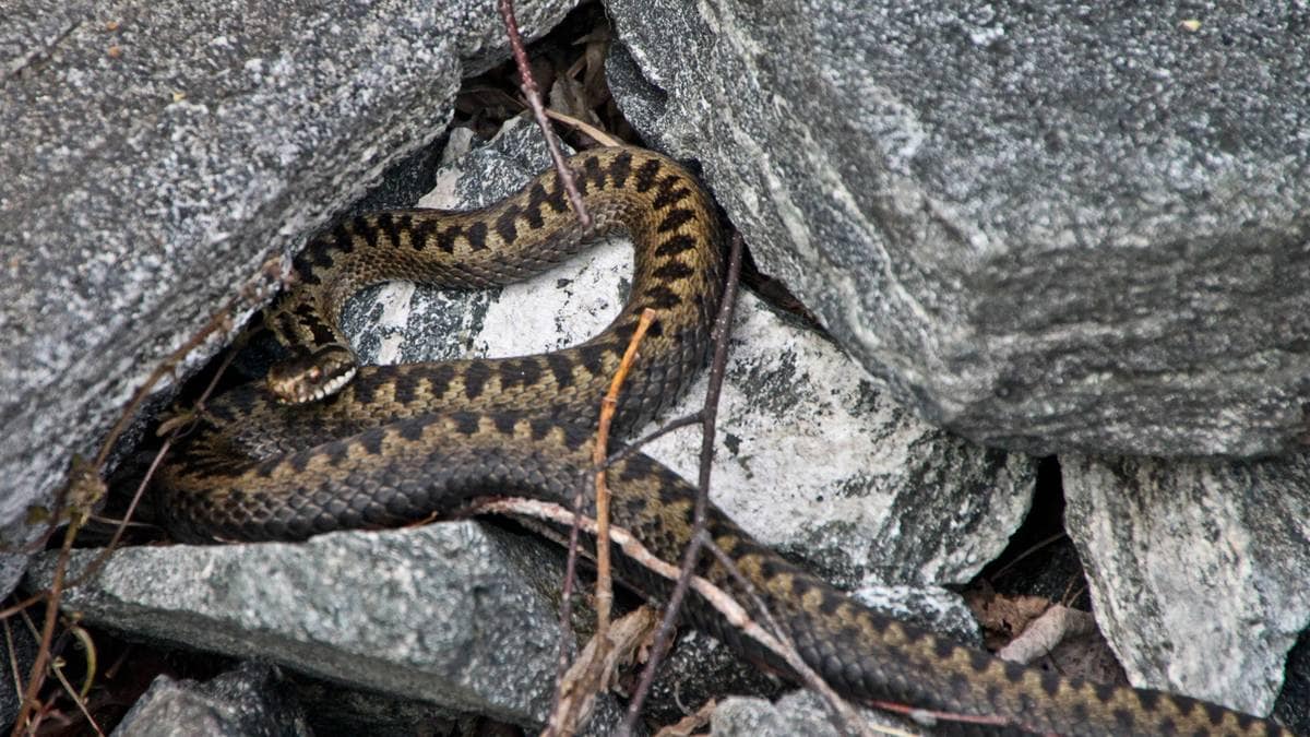 Ekstra mange huggormbitt i sommer – NRK Østfold – Lokale nyheter, TV og ...