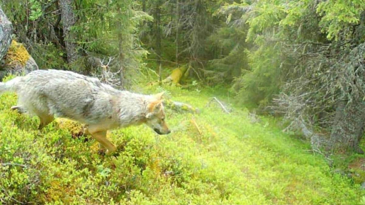 Ulv observert i Lillehammer – NRK Innlandet – Lokale nyheter, TV og radio