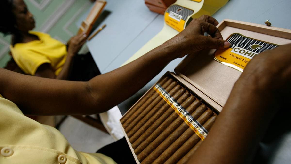 Genmodifiserte frø skal redde Cubas sigarer – NRK Urix – Utenriksnyheter og -dokumentarer