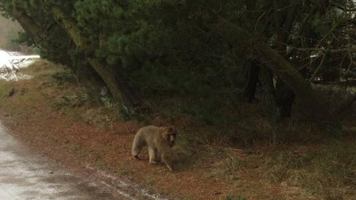 Bavian på flukt i Danmark – Siste nytt – NRK