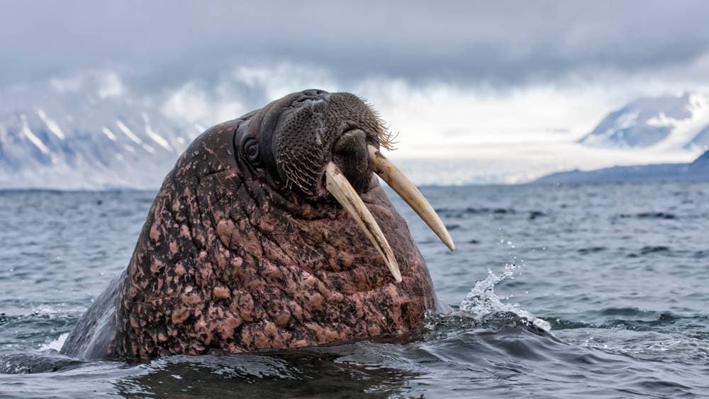 Hva kan du om ville dyr i Norge? – NRK Norge – Oversikt over nyheter ...