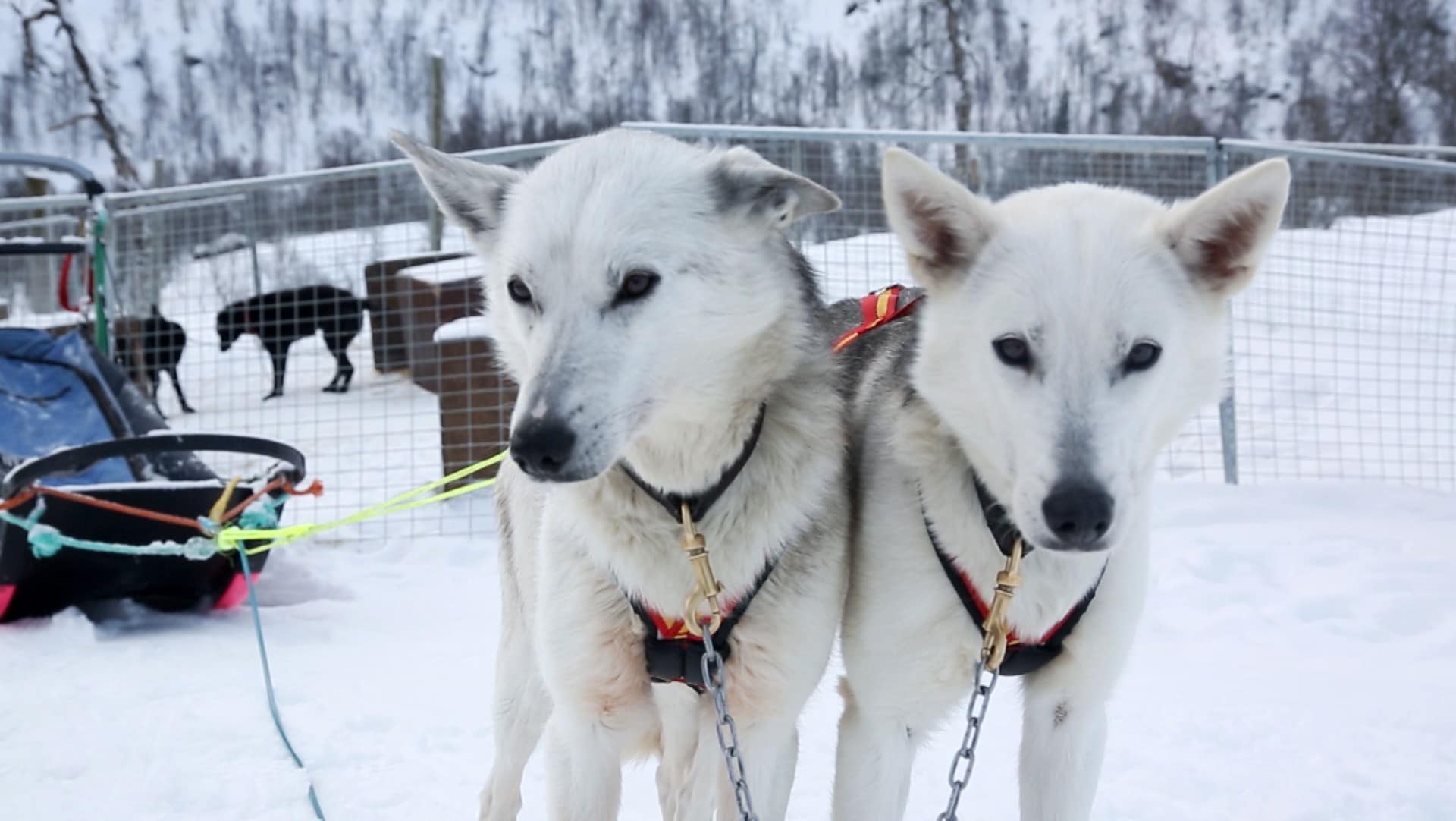 Har 44 huskyer på Haukeli – NRK