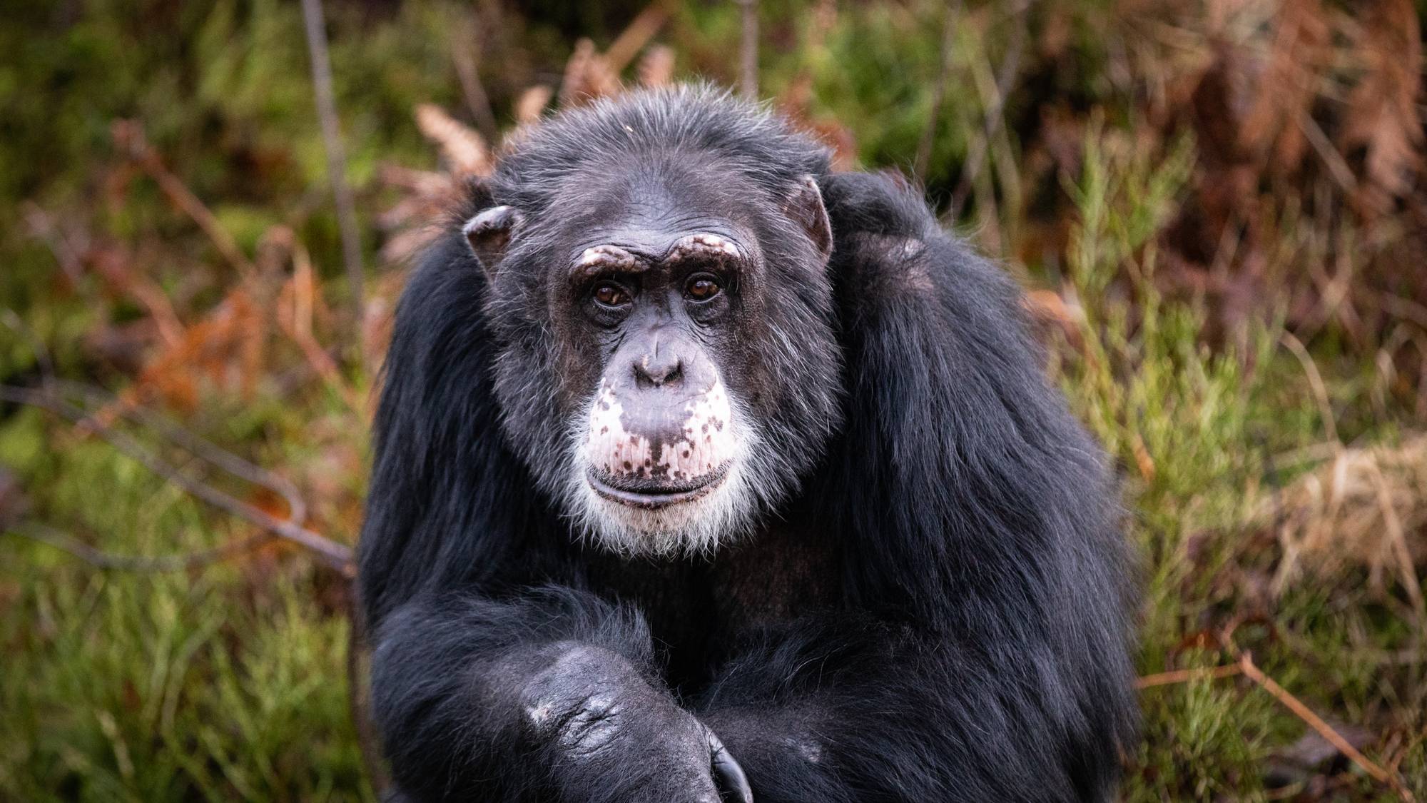 Sjimpansen Julius har blitt pappa igjen – NRK Sørlandet – Lokale ...