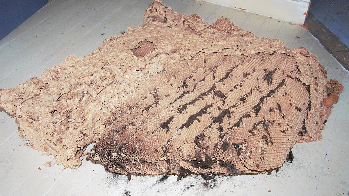 Fant gigantisk vepsebol i taket: – Har aldri sett noe liknende – NRK ...